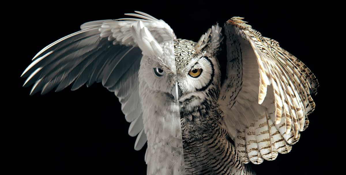 Owl reference store