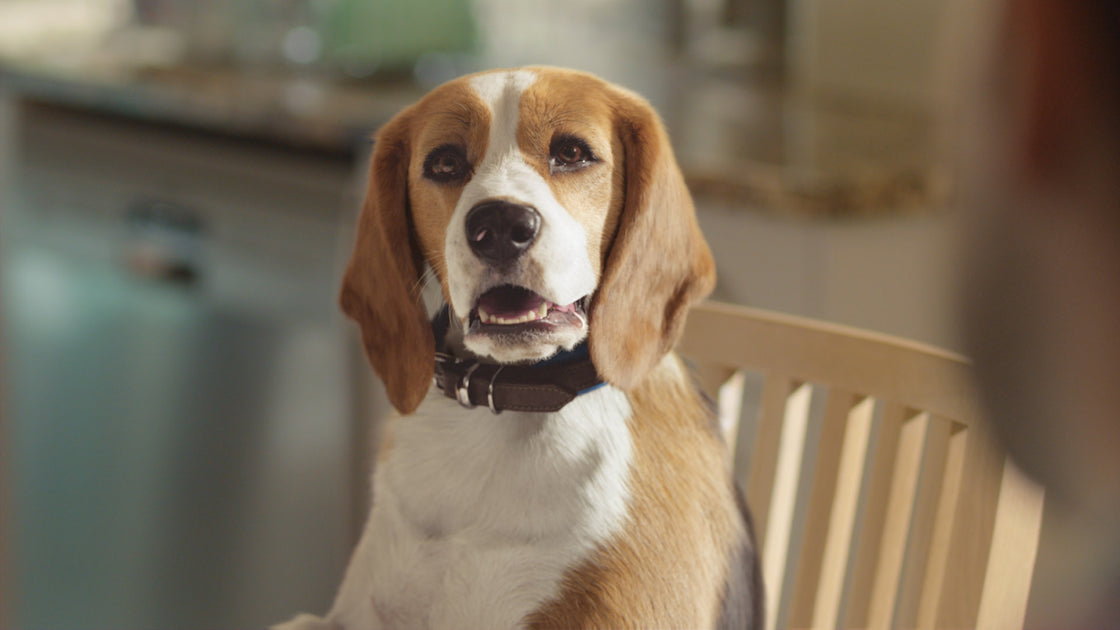 A CGI Dog from Finish using Yeti and Bokeh – Peregrine Labs